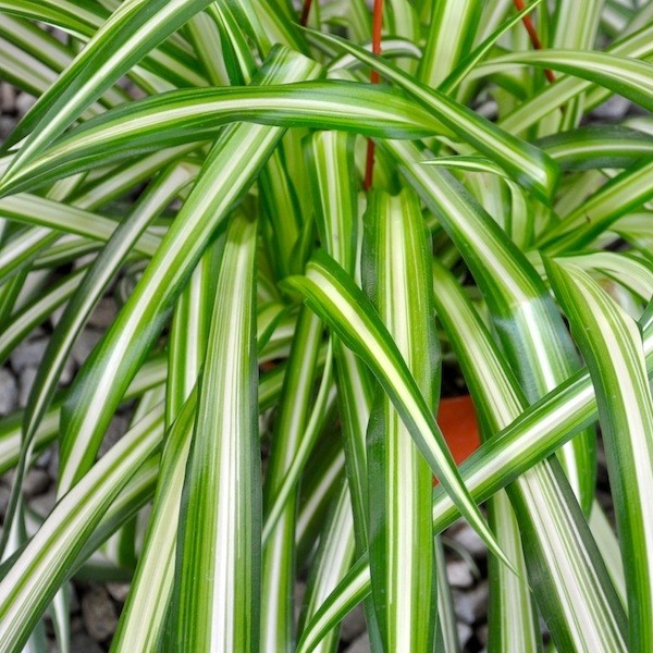 Spider Plant - OC Succulents