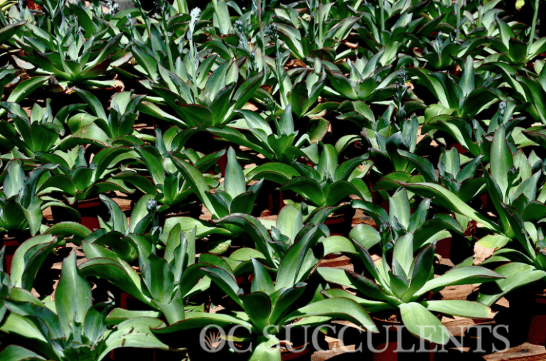 What is a Succulent | Fire & Ice Succulents | Garden Tips