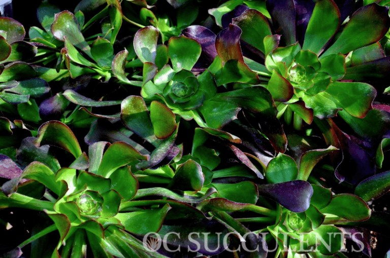 Aeonium Cyclops | Orange County Succulents | California Nursery