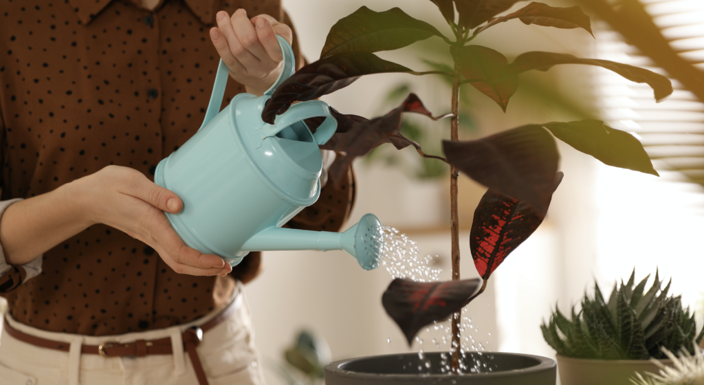 What To Use For Good Drainage In Plant Pots - OC Succulents