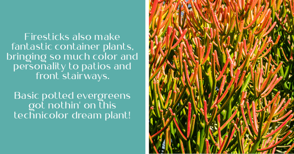 Plant Feature: Firesticks - OC Succulents