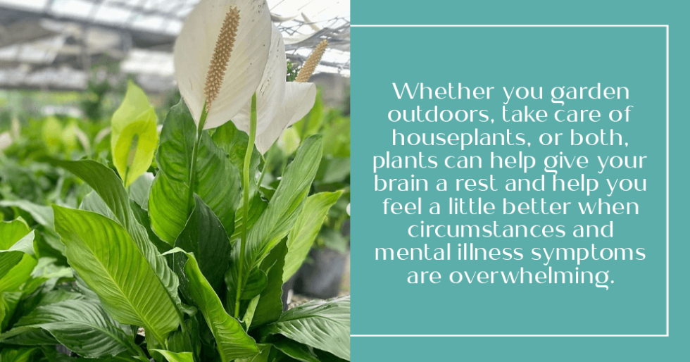 Plants to Support Mental Health Awareness Month - OC Succulents