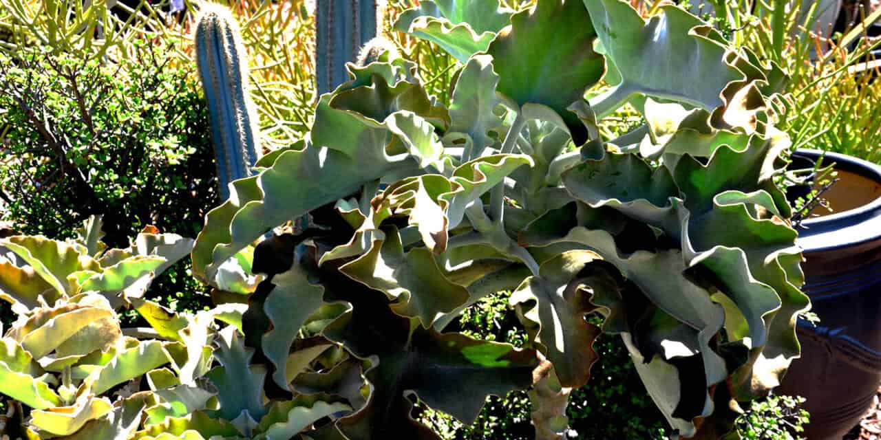 Mega-Tall Succulents You Can Use Instead of Accent Trees - OC Succulents
