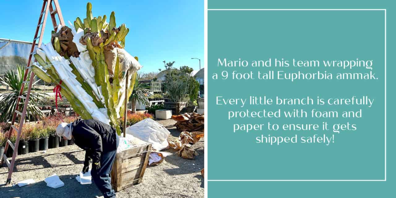 Mega-Tall Succulents You Can Use Instead of Accent Trees - OC Succulents